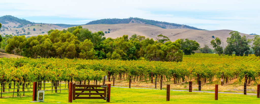 Barossa Valley Wine Tours - Bus Hire - Low Cost Bus Charter